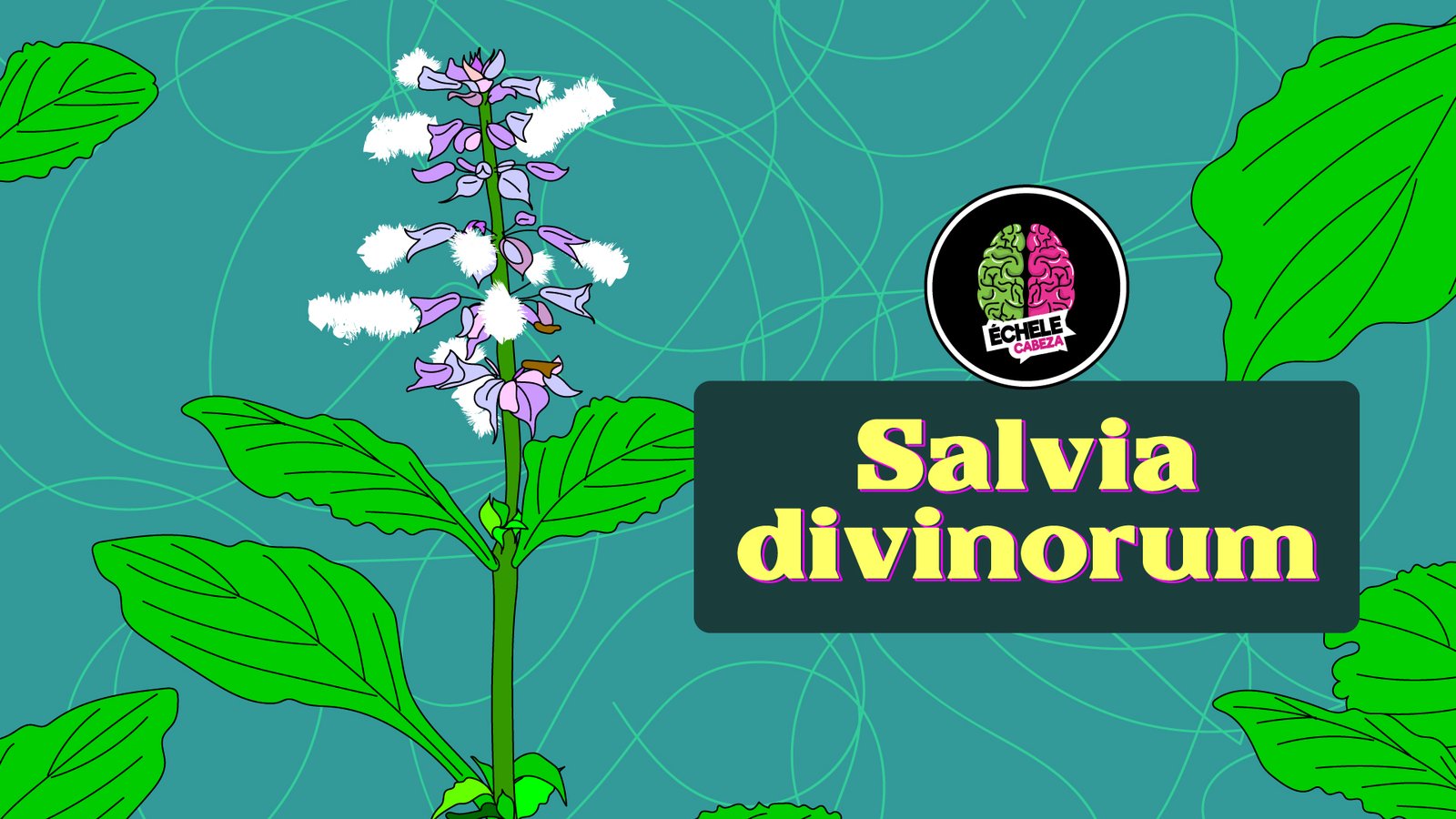 Como Identificar A Salvia Divinorum Salvia (varias Especies Con Flores